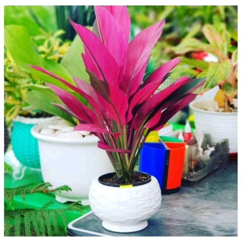 Jual Tanaman hanjuang merah, andong merah | Shopee Indonesia