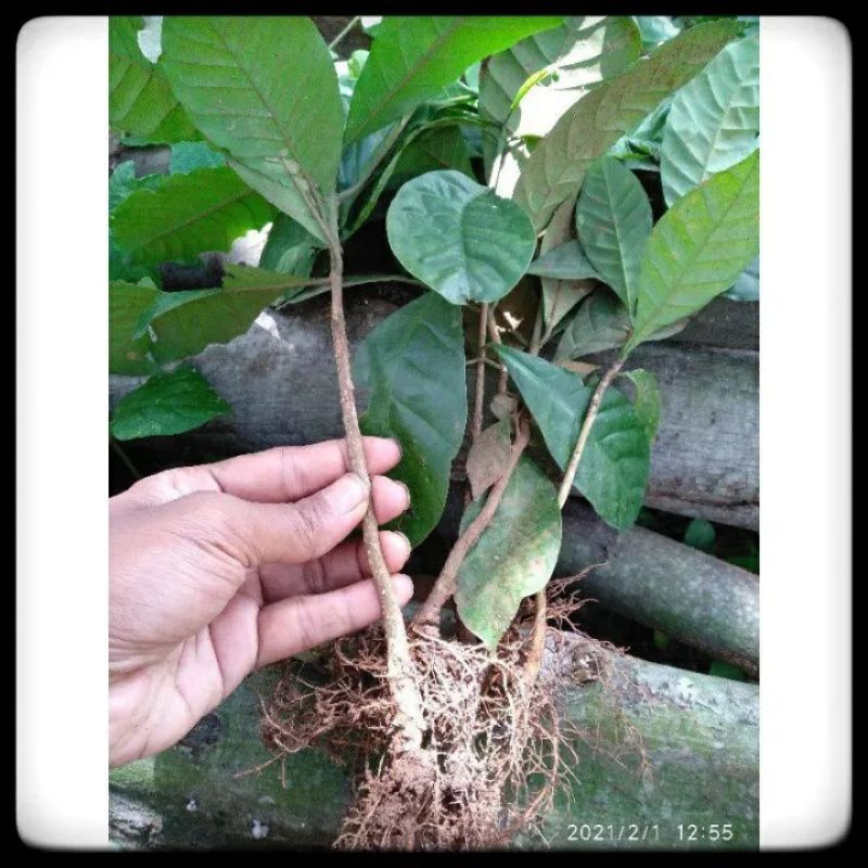 Jual Bibit Tanaman Kopi Robusta Varietas Unggul Siap / Benih Kopi ... Jual Bibit Tanaman Kopi Robusta Varietas Unggul Siap / Benih Kopi ...