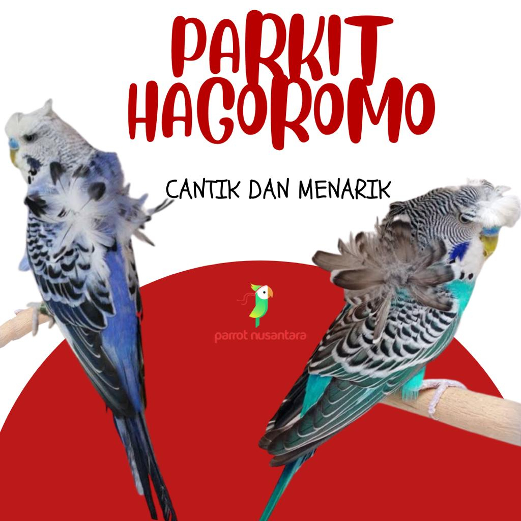 Jual PARKIT HAGOROMO PARROT BUDGIE CANTIK MURAH SEHAT | Shopee Indonesia
