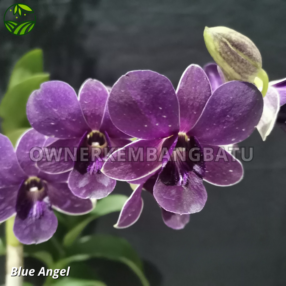 Jual DENDROBIUM BULAT HYBRID REMAJA RASA DEWASA | Shopee Indonesia
