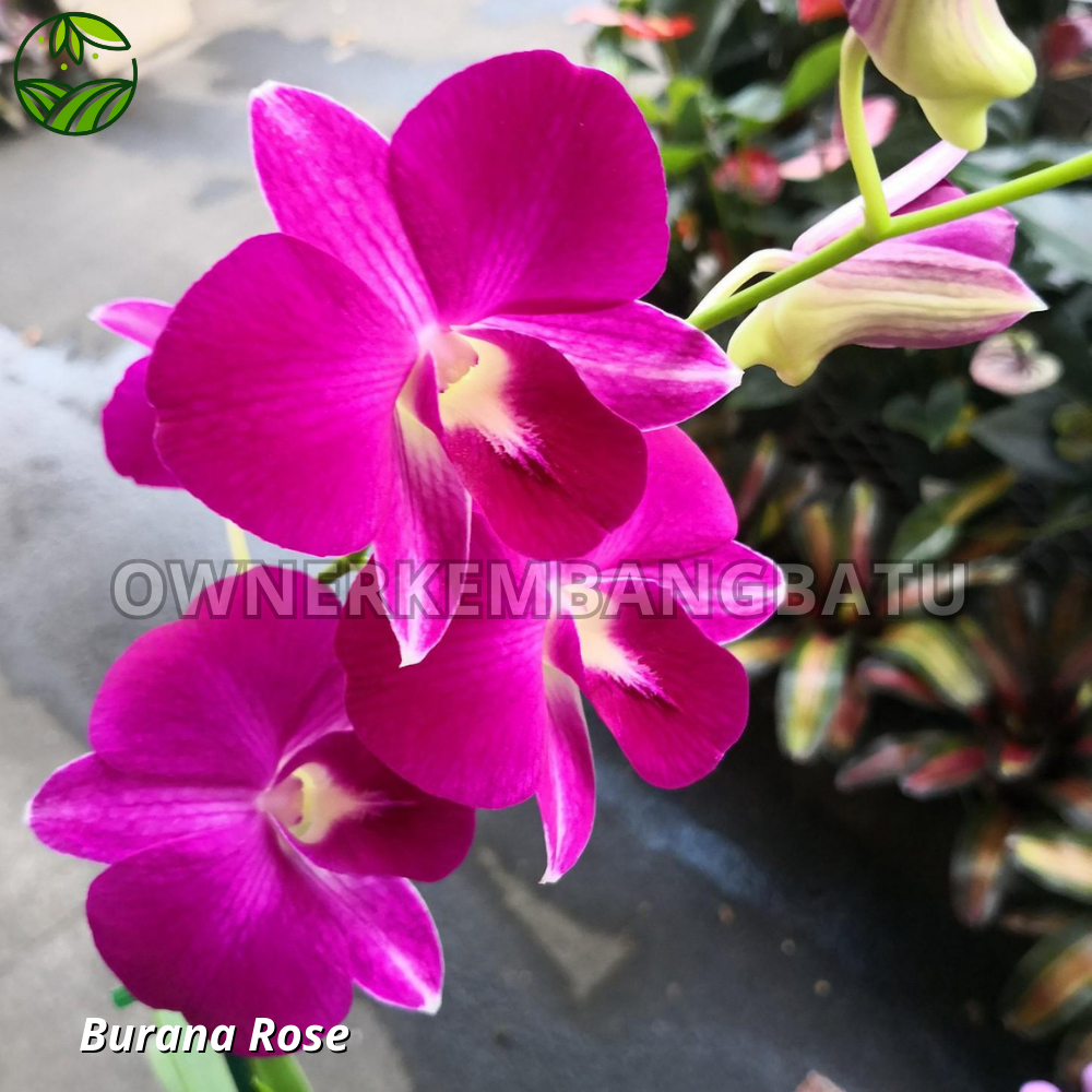 Jual DENDROBIUM BULAT HYBRID REMAJA RASA DEWASA | Shopee Indonesia