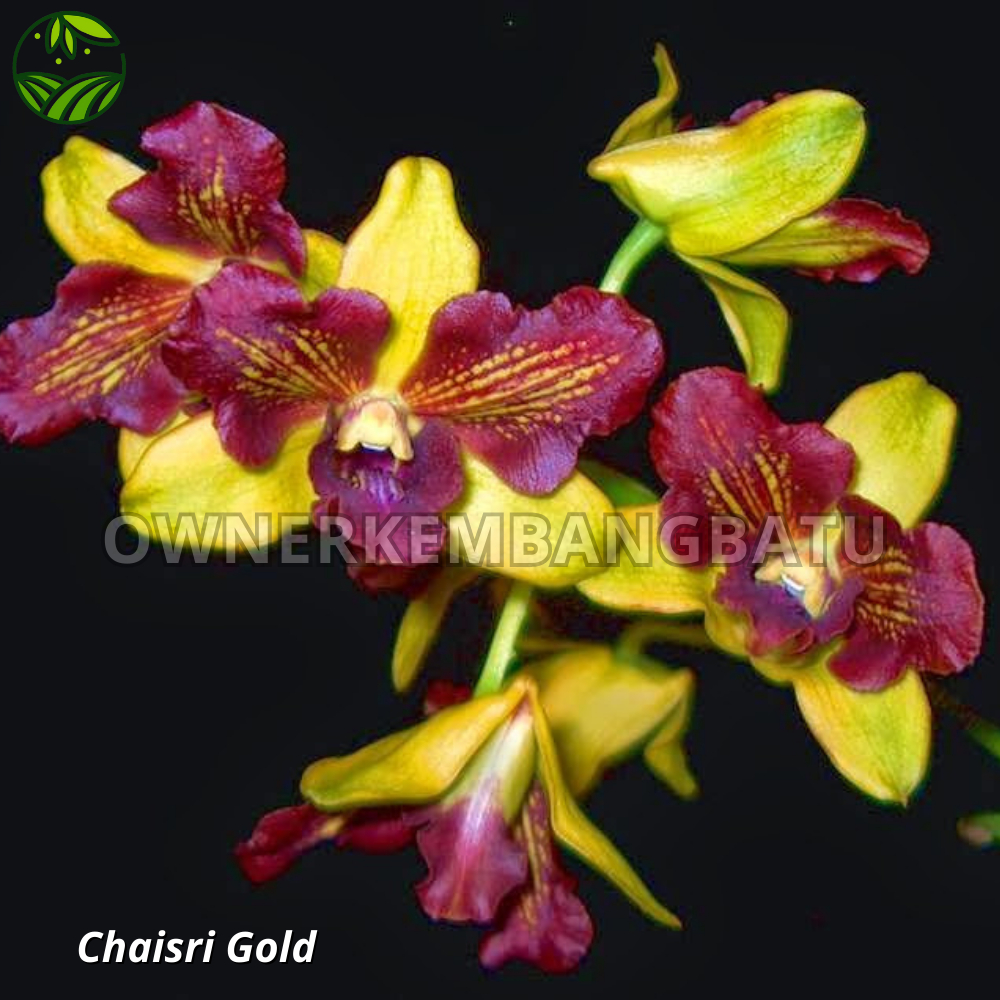 Jual DENDROBIUM BULAT HYBRID REMAJA RASA DEWASA | Shopee Indonesia