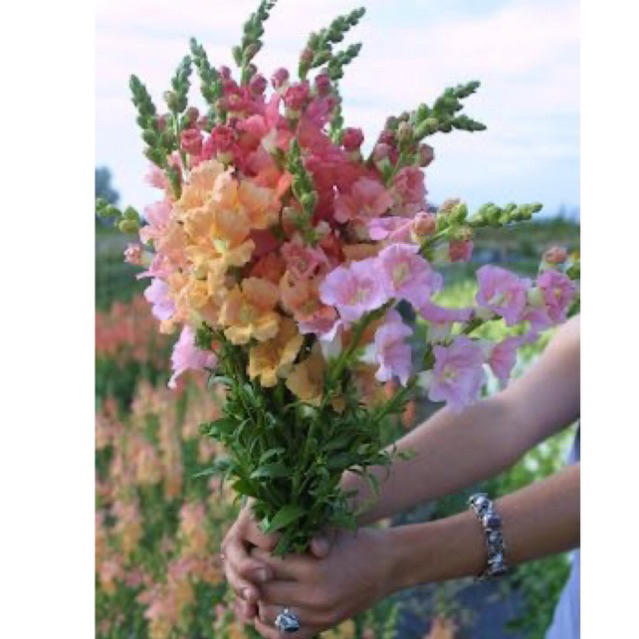 Jual bunga potong snapdragon isi minimal 10 tangkai bahan bouqets bunga ...