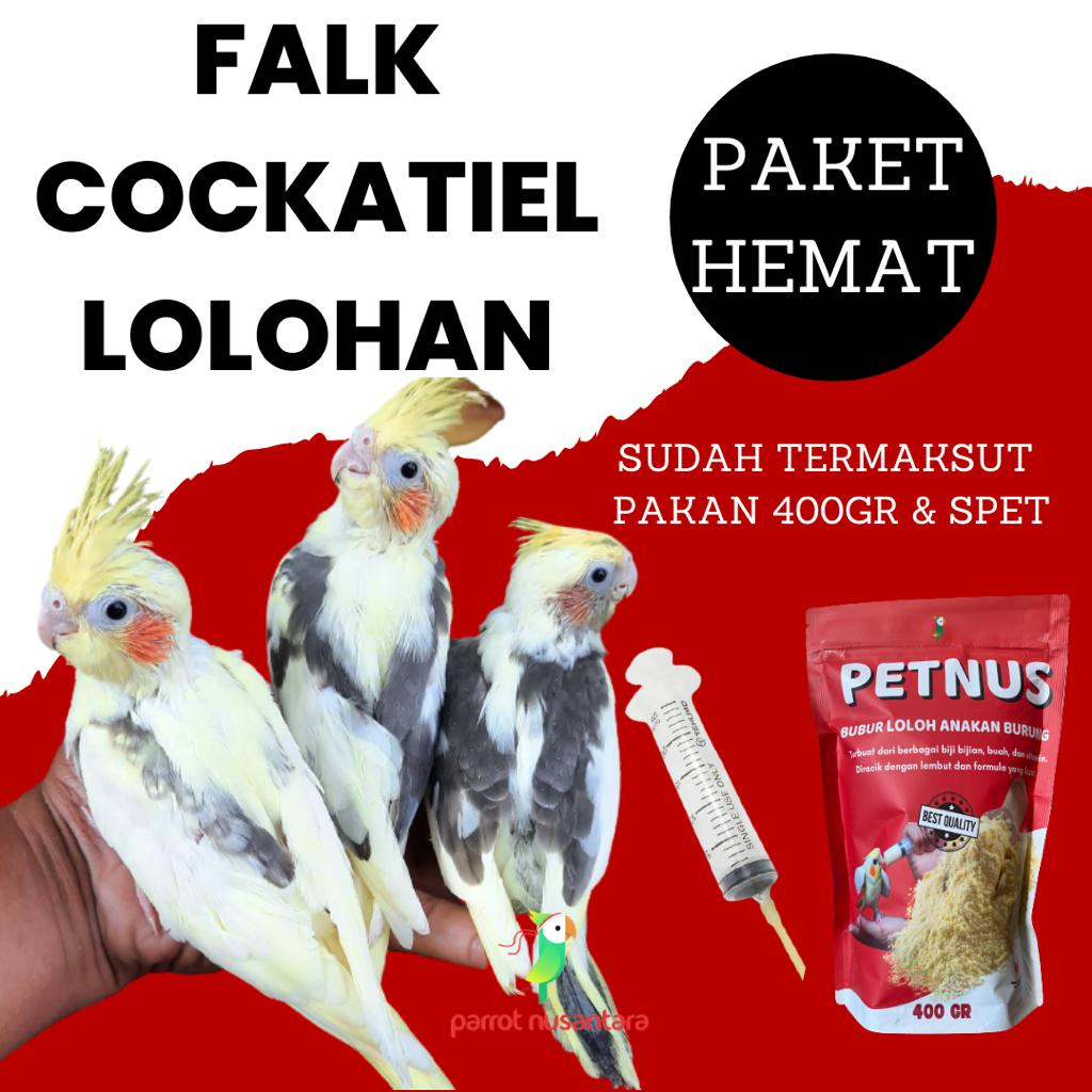 Jual PAKET HEMAT BABY LOLOHAN PARKIT AUSTRALIA FALK COCKATIEL ANAKAN | Shopee Indonesia