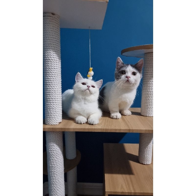 Jual kitten bsh munchkin link custom cat condo cat wall cat tree ...