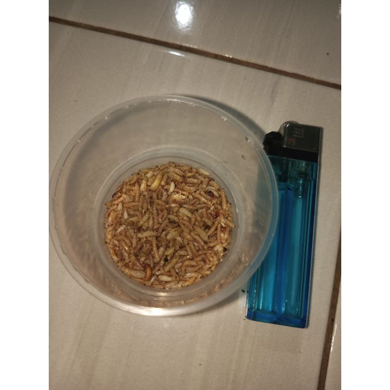 Jual Rayap/laron/cinet/pua | Shopee Indonesia