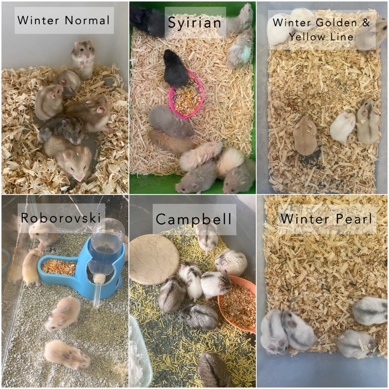 Jual Hamster Berbagai Jenis (Winter, Campbell, Syirian, Roborovski ...