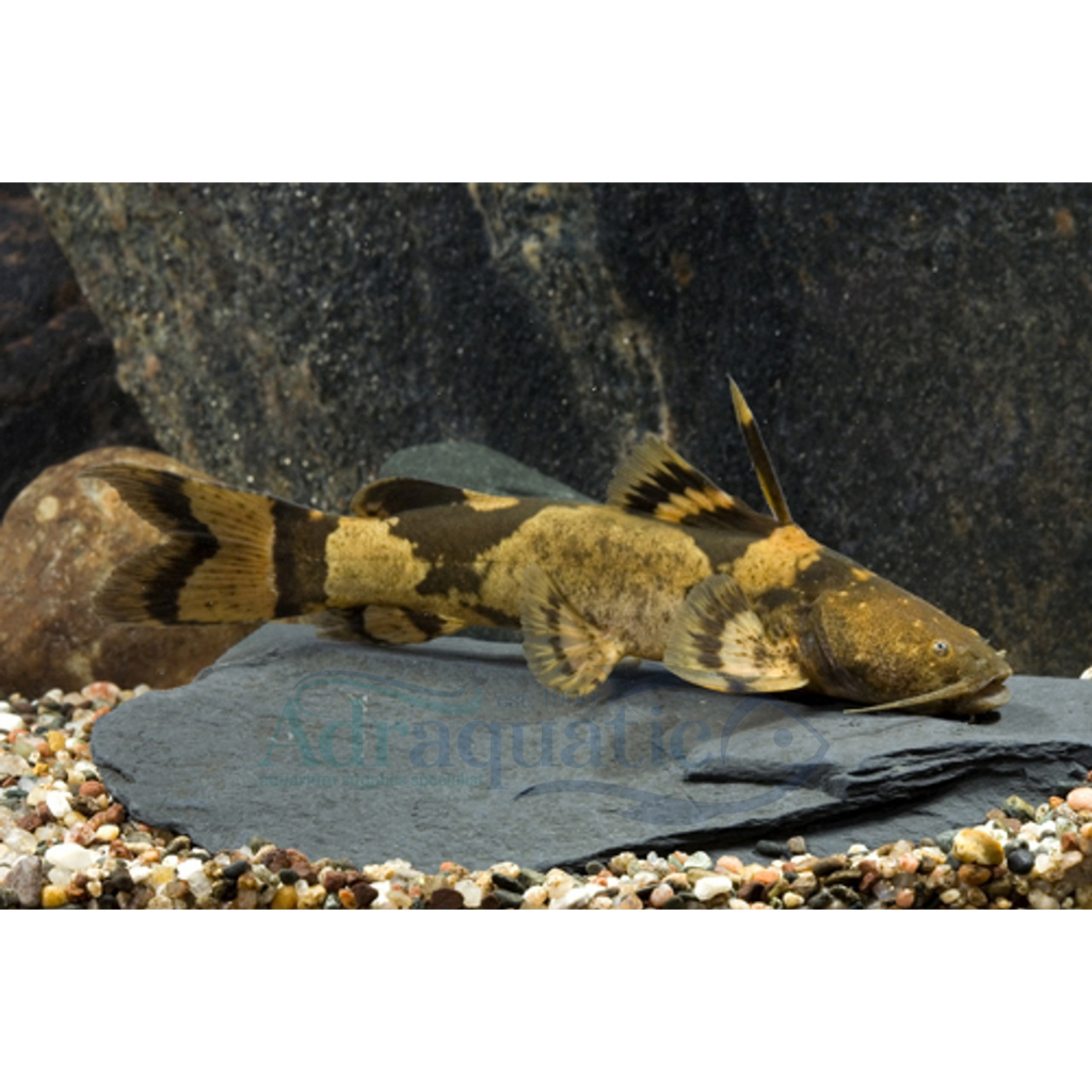 Jual (INSTANT BANDUNG) IKAN HIAS ZUNGARO GILDED CATFISH AIR TAWAR ...