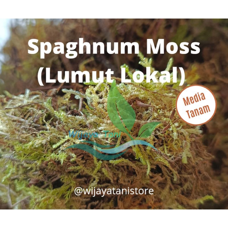 Jual Moss Spaghnum | Lumut Hutan | Media Tanam Moss | Shopee Indonesia