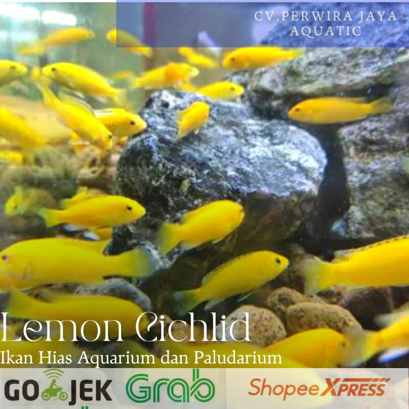 Jual lemon Cichlid Hiasan Aquarium Dan Paludarium | Shopee Indonesia