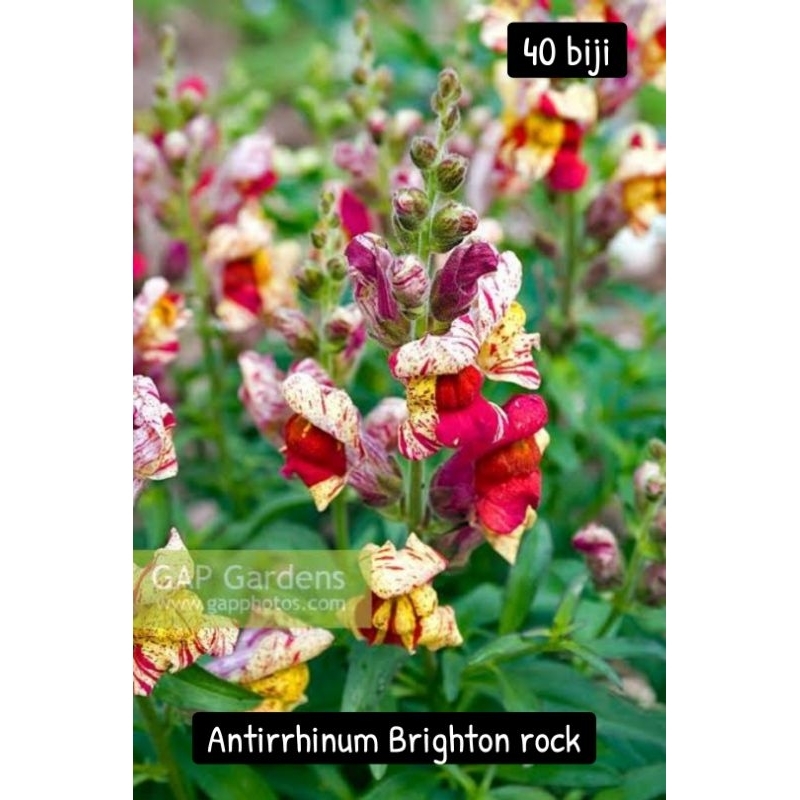 Jual Antirrhinum/snapdragon brighton rock | Shopee Indonesia