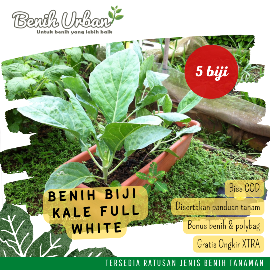 Jual 5 Biji Benih Sayur Kale Full White - Bibit Tanaman Kailan - Benih ...