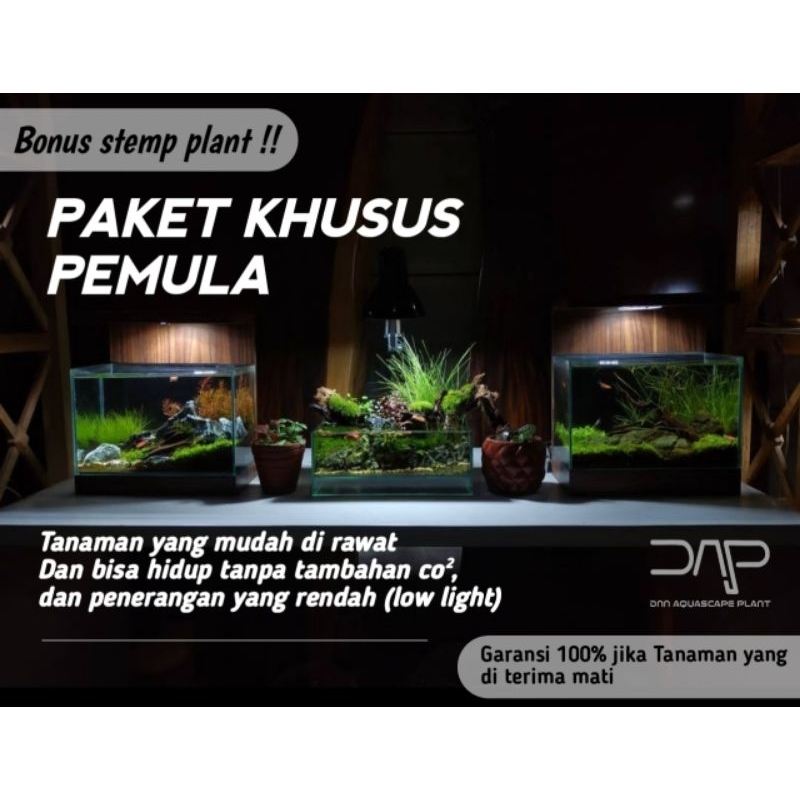 Jual paket tanaman aquascape untuk pemula /tanaman stemp plant pemula ...