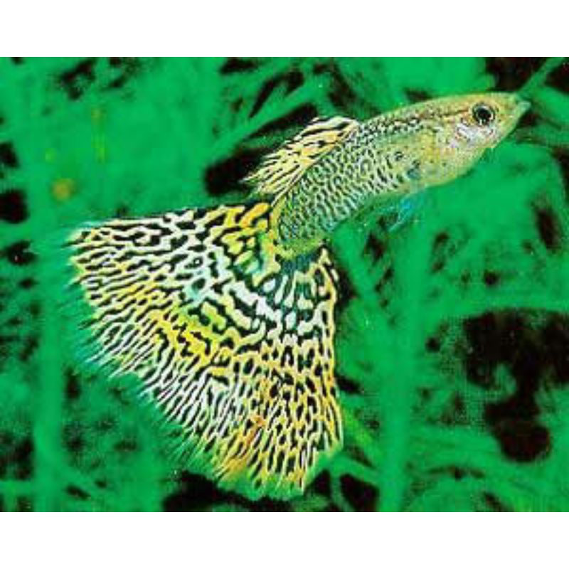 Jual ikan hias guppy yellow cobra sepasang jantan betina trio cocok untuk hiasan aquarium, kolam ...