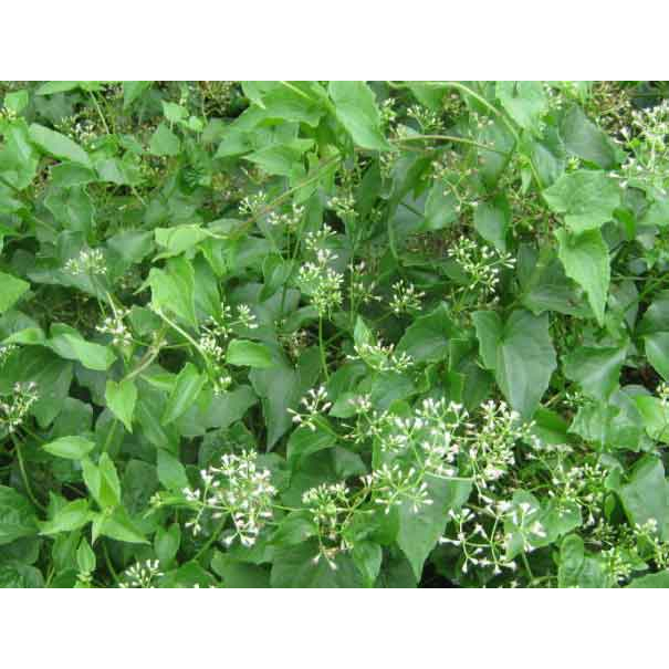 Jual Herbisida Gramoxone 276SL 1 Liter Obat Pembasmi Gulma Rumput Liar ...