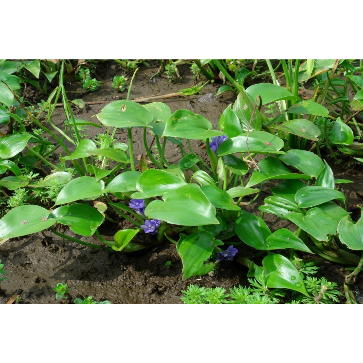 Jual Herbisida Gramoxone 276SL 1 Liter Obat Pembasmi Gulma Rumput Liar ...