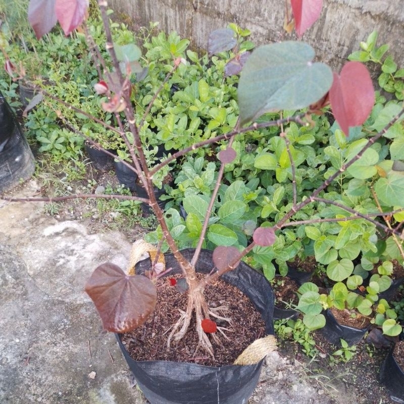 Jual Bahan bonsai cangkok waru merah | Shopee Indonesia