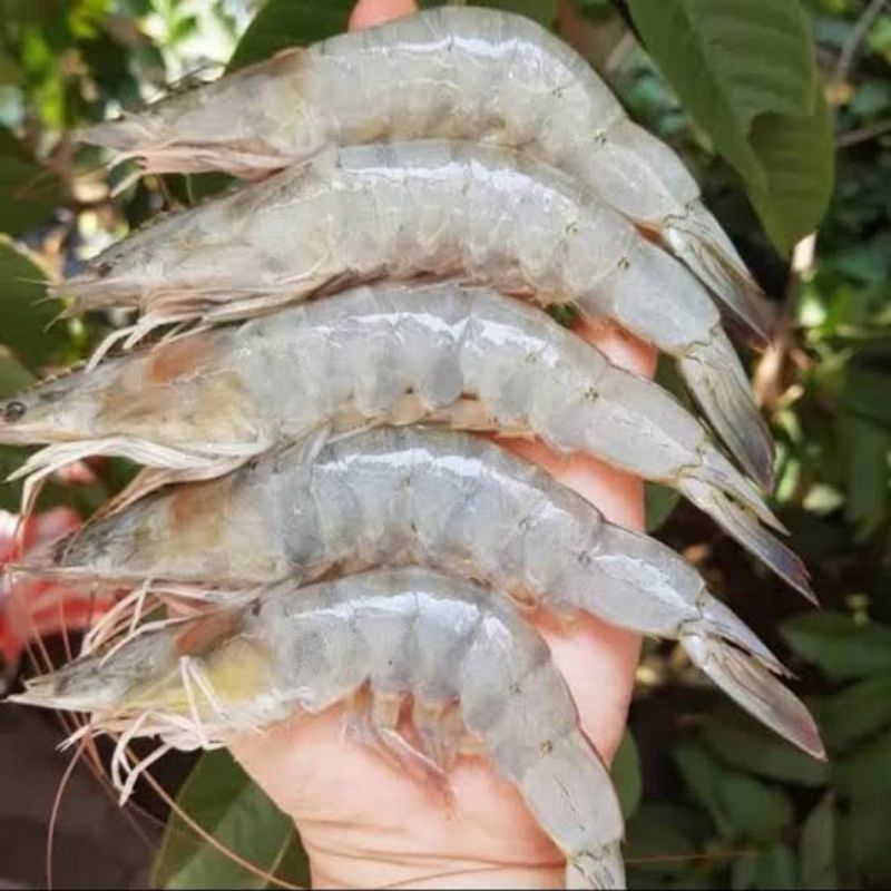 Jual Udang Vaname 1kg Segar Udang fresh Seafood | Shopee Indonesia