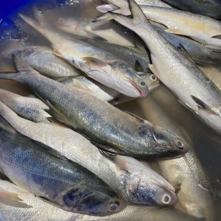 Jual Ikan Kuro Terlengkap & Harga Terbaru Juli 2024 | Shopee Indonesia