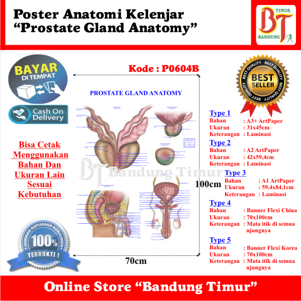 Jual POSTER ANATOMI KELENJAR - PROSTATE GLAND ANATOMY | Shopee Indonesia
