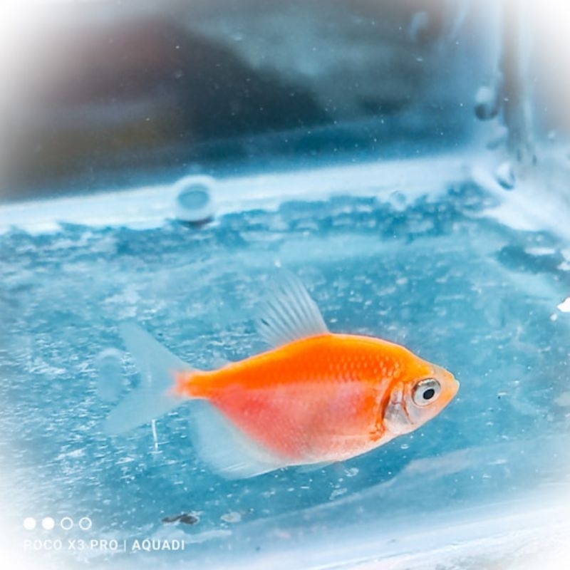 Jual Ikan Glowfish Tetra Merah | Shopee Indonesia