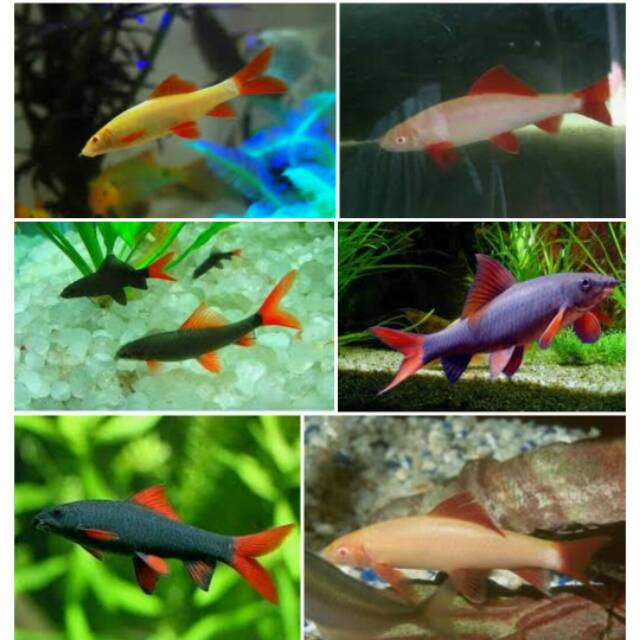 Jual Red Fin Shark / Red Fin Shark Hitam / Albino / Ikan Hias Aquascape ...
