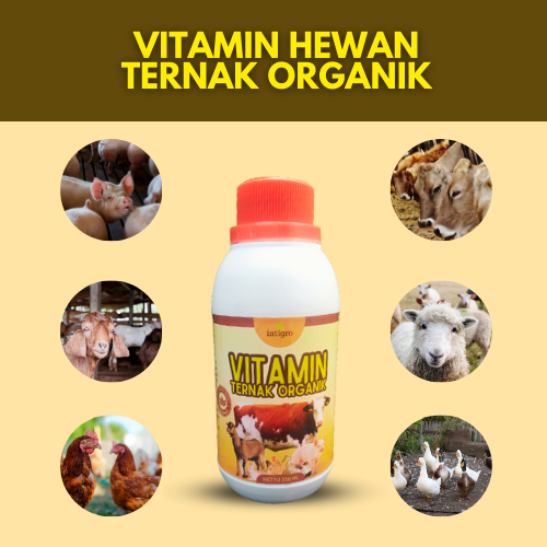 Jual Vitamin Ternak Penggemuk Sapi / Vitamin Ternak Penggemukan Sapi ...