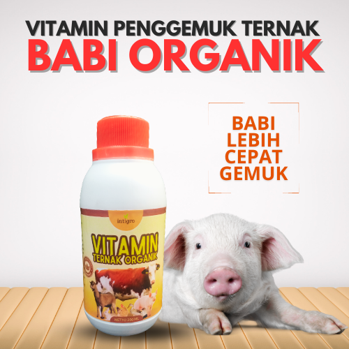 Jual Vitamin Babi Cepat Besar / Vitamin Untuk Babi Agar Cepat Gemuk ...