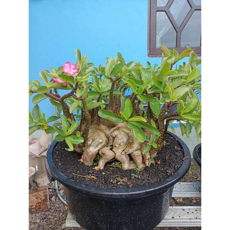Jual BIBIT ADENIUM ARABIKUM HYBRID (KALAMAE,LOBSTER,DDC,BOAR,DLL ...