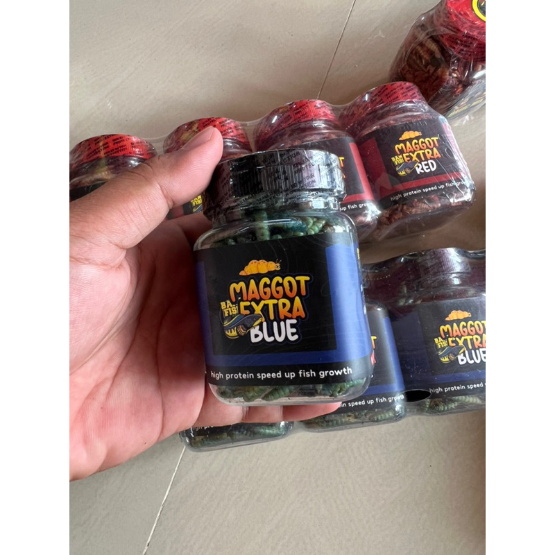 Jual MAGGOT SUPER BLUE BANGFISH X FAJAR ARIEF | Shopee Indonesia