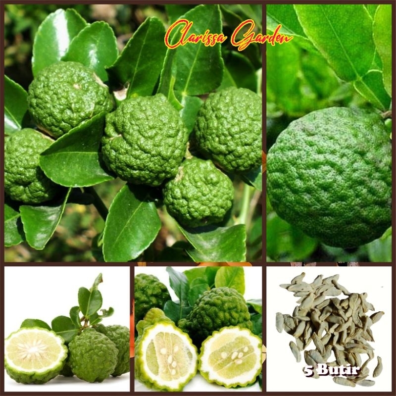 Jual 5 BUTIR BIJI | BENIH TANAMAN JERUK PURUT | Shopee Indonesia