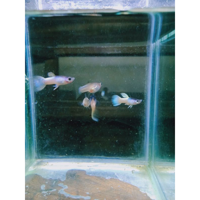 Jual Yellow Pingu | Shopee Indonesia