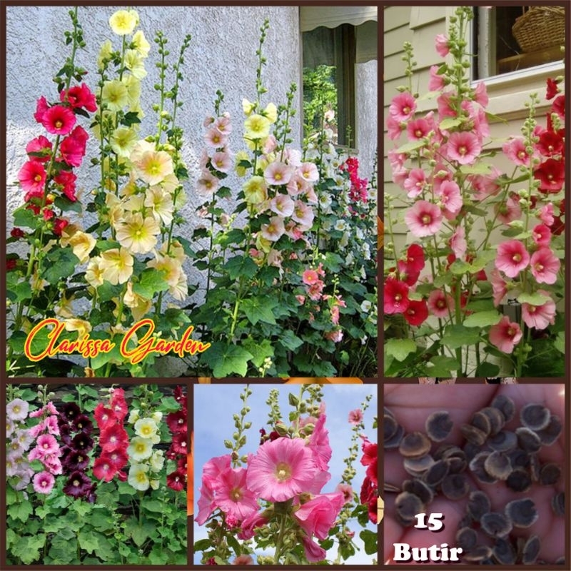 Jual 15 BUTIR BIJI/BENIH BUNGA HOLLYHOCK MIX | Shopee Indonesia