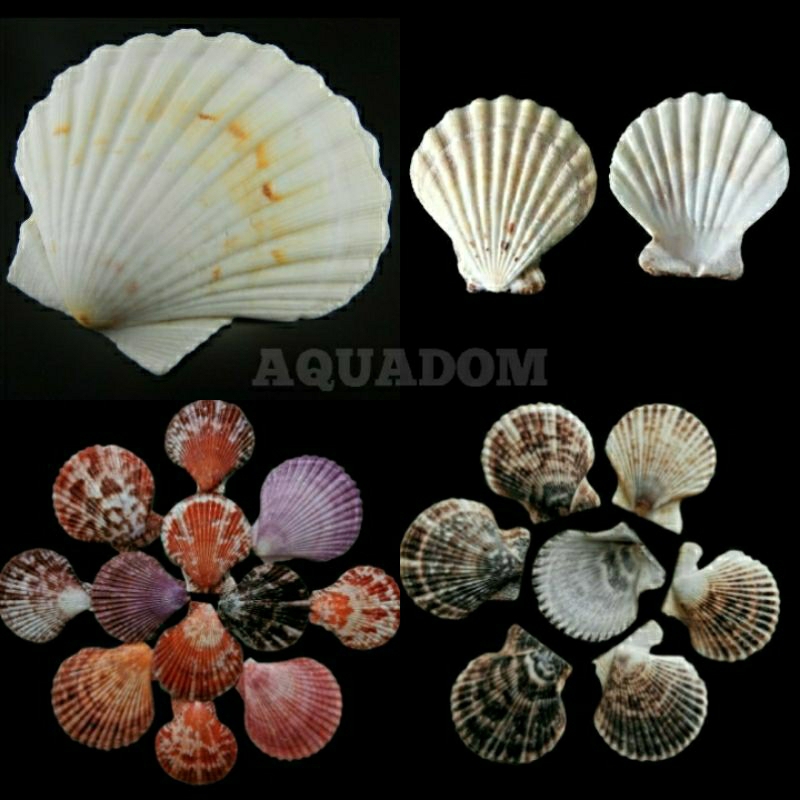 Jual 10 PCS JUMBO CANGKANG KERANG KIPAS PECTEN NOBILIS SCALLOP SHELL ...