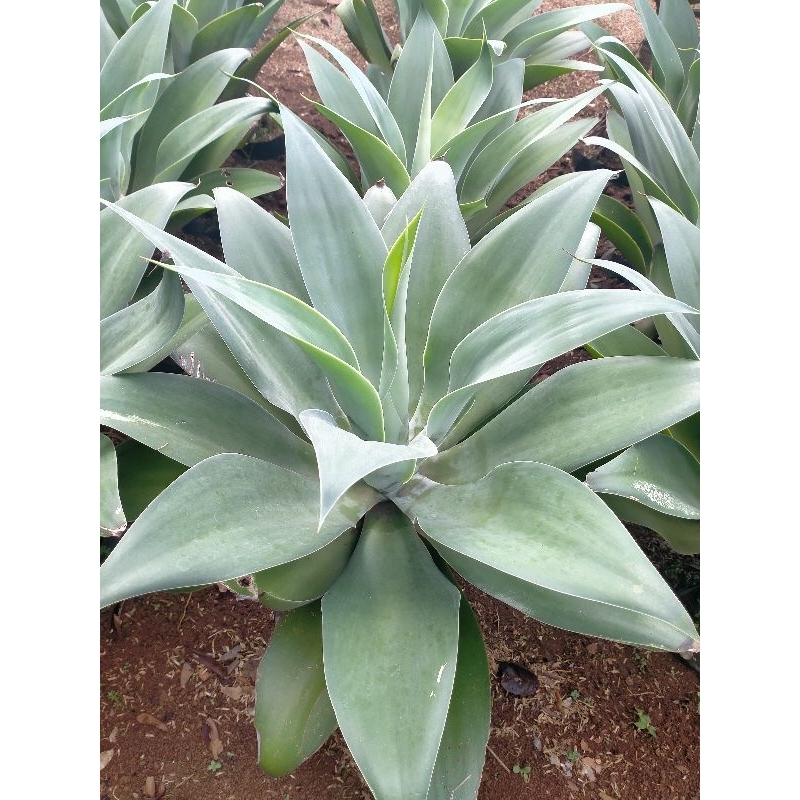 Jual agave siklok hijau tinggi 50-60 cm, diameter daun 40-60 cm ...
