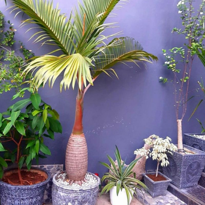 Jual palem botol tanaman hias palm botol merah palem super | Shopee ...