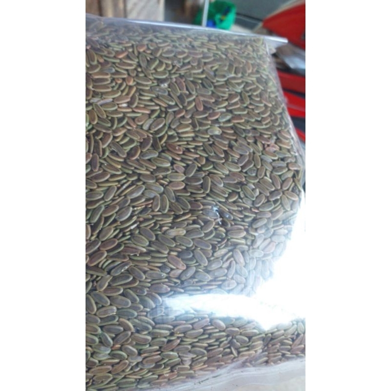 Jual benih sengon laut / albasia | Shopee Indonesia