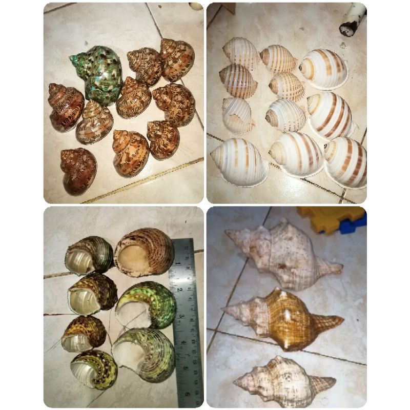 Jual Cangkang Kelomang Kosong Banyak Varian | Shopee Indonesia