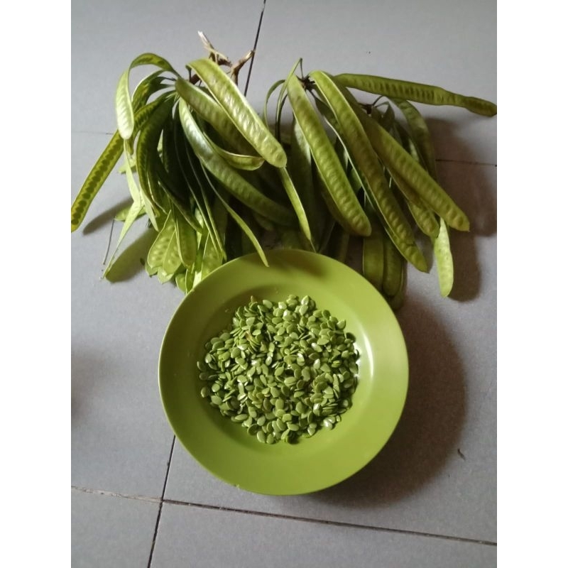 Jual Pete Cina / Petai Cina Tua 1 ikat | Shopee Indonesia