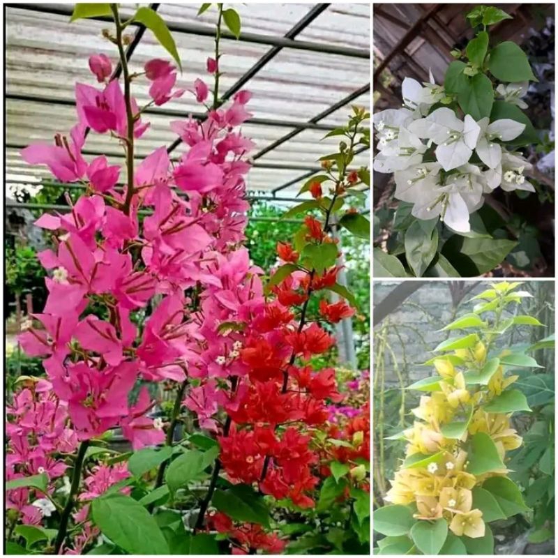 Jual PROMO!!PAKET 3 TANAMAN HIAS BUGENVIL/Bougenville-Bunga KERTAS ...