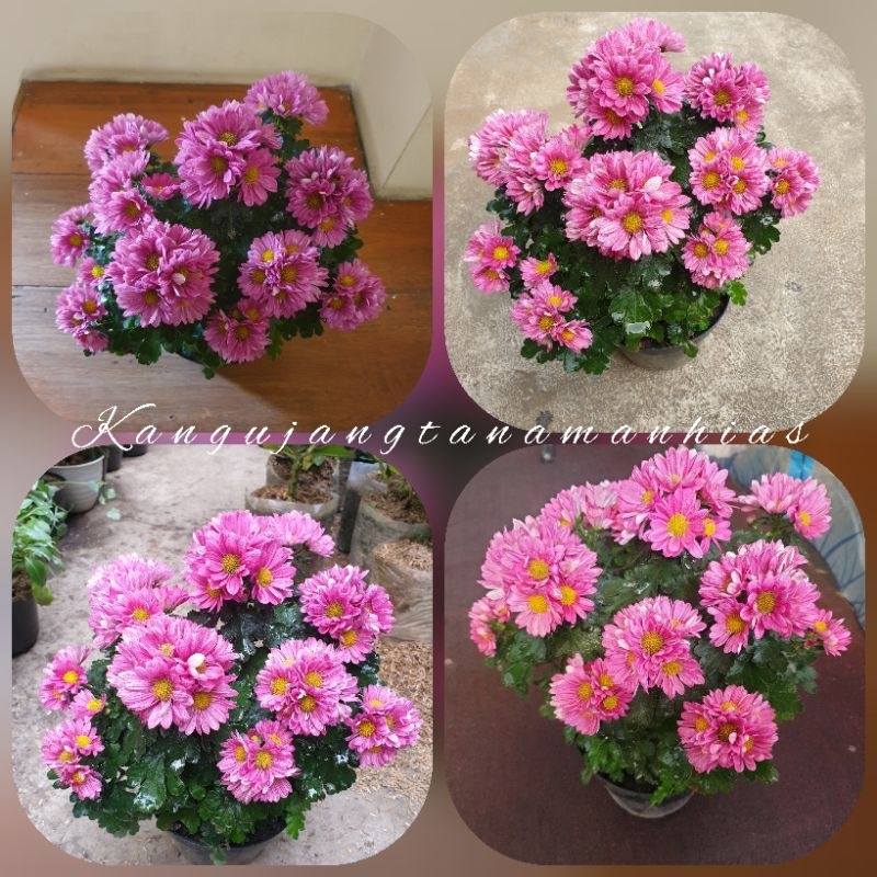 Jual TANAMAN HIDUP BUNGA KRISAN ASTER (SUDAH BERBUNGA BUKAN BERUPA BIBIT/BIJI) | Shopee Indonesia