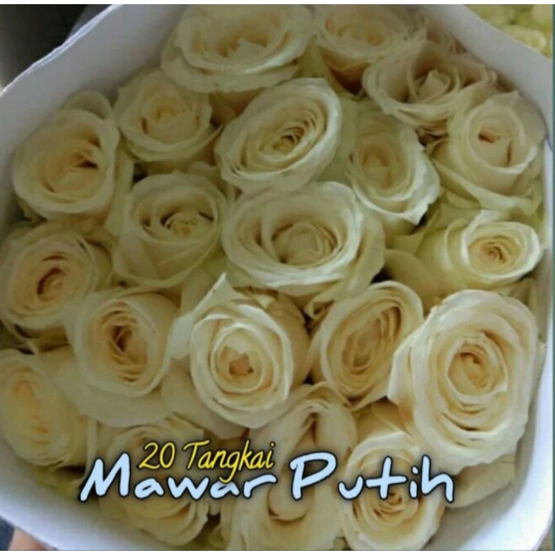 Jual bunga mawar putih 20 tangkai segar | Shopee Indonesia