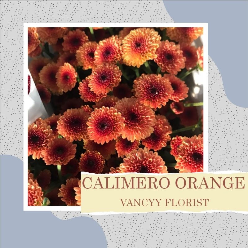 Jual Bunga Calimero Orange Fresh Pertangkai / Bunga Calimero Orange ...