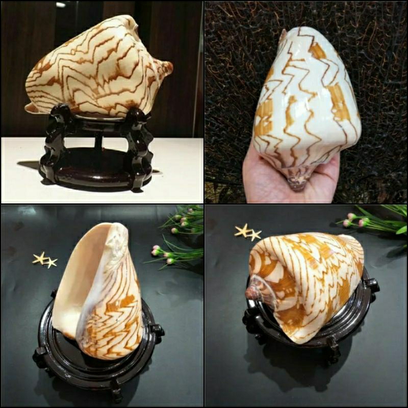 Jual CYMBIOLA NOBILIS SHELLS CANGKANG KERANG TIUP BINGA PINANG | Shopee ...