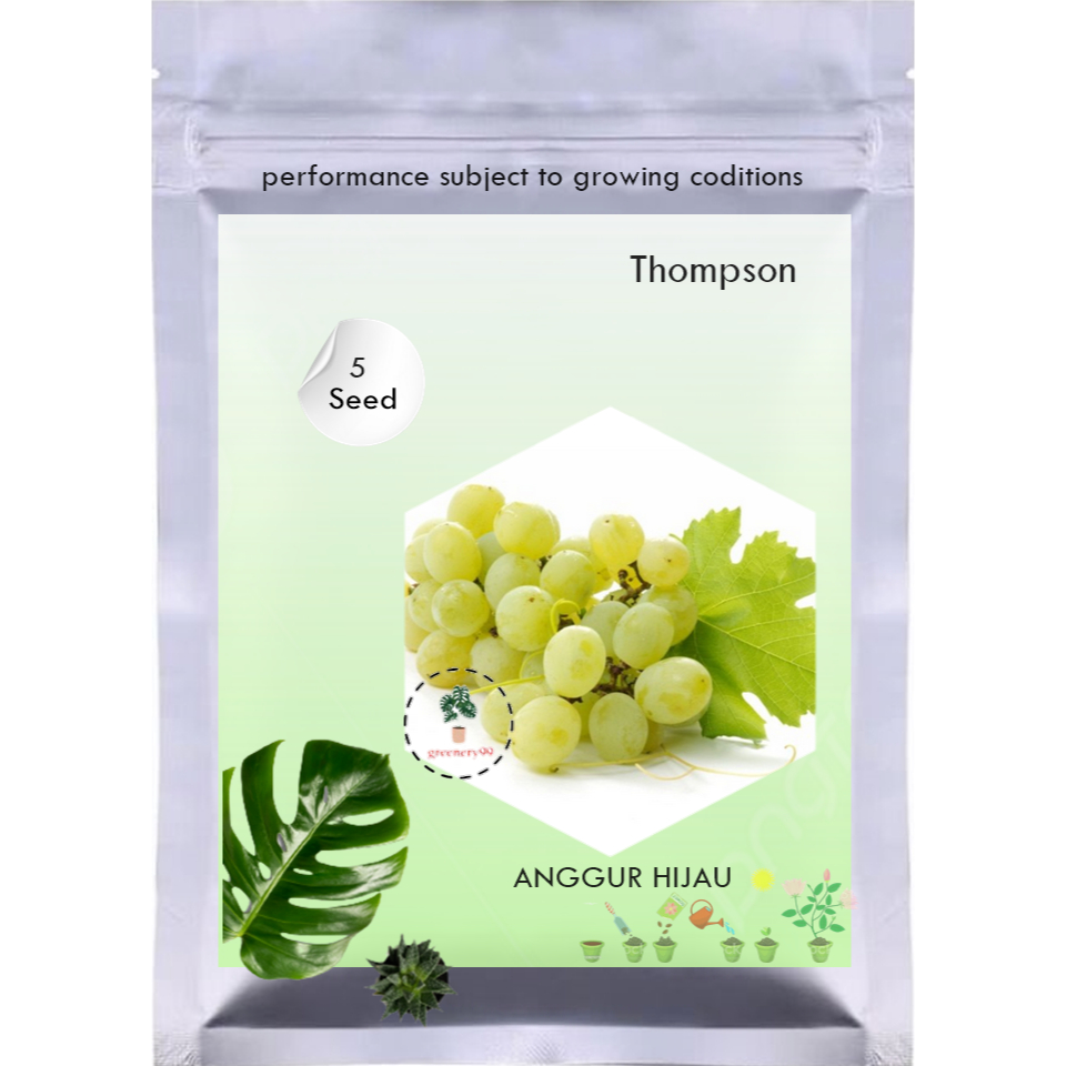 Jual 5Benih ANGGUR HIJAU Thompson Biji Buah | Shopee Indonesia