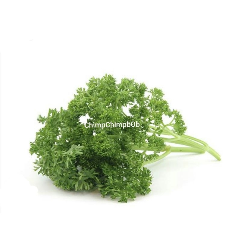 Jual PARSLEY CURLY FRESH 100 GRAM | Shopee Indonesia