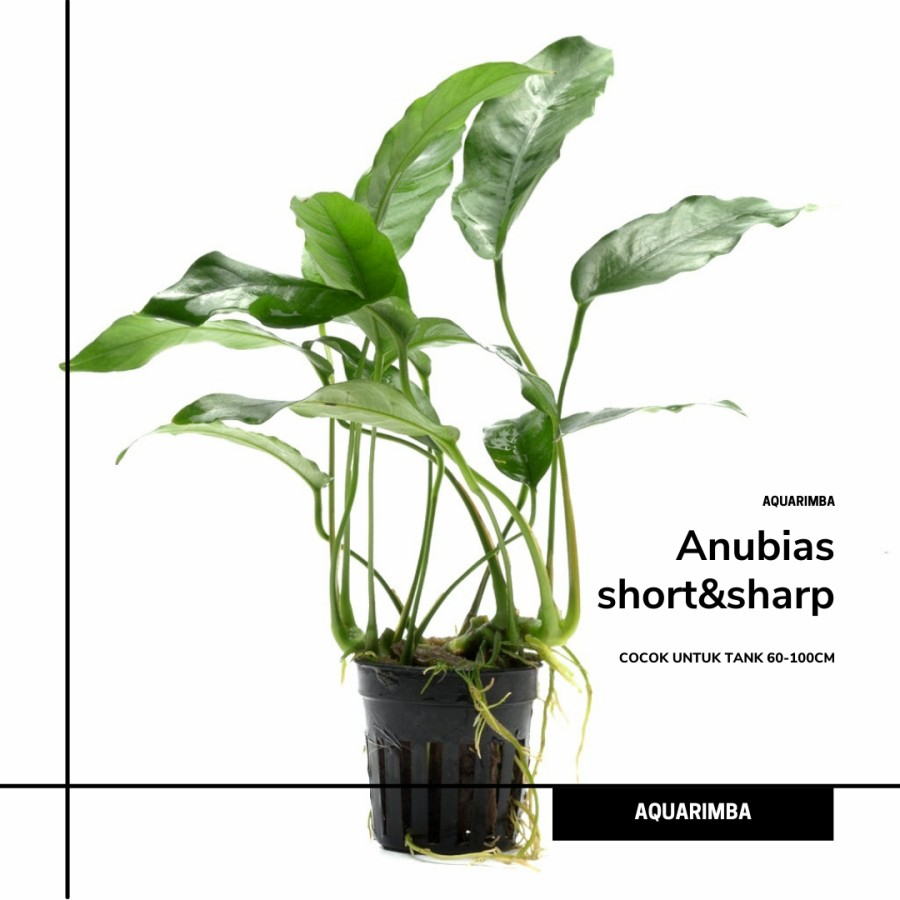 Jual anubias short and sharp ( tanaman aquascape ) | Shopee Indonesia