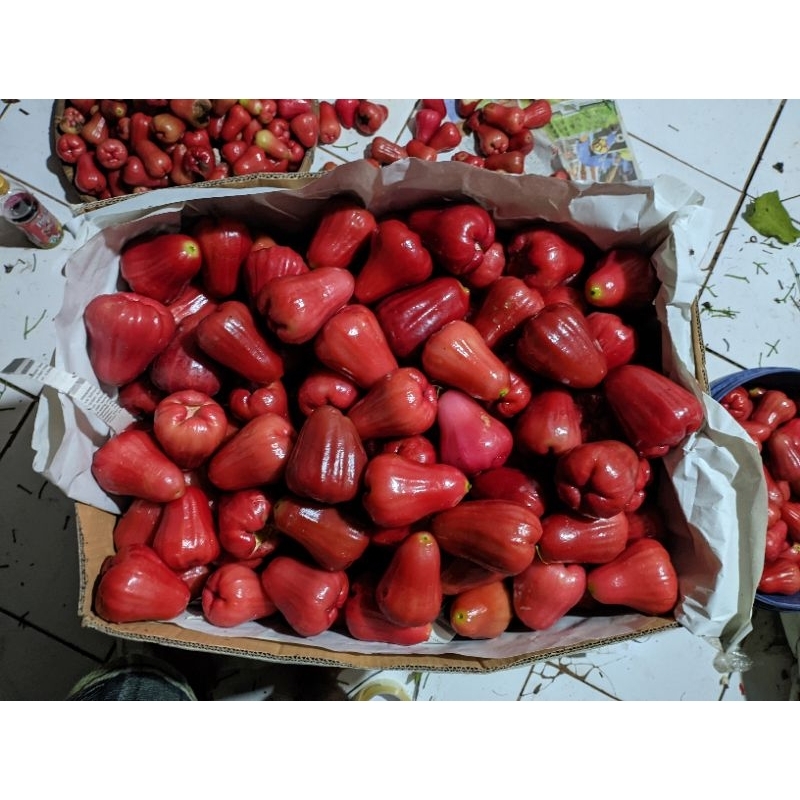 Jual Buah Jambu Citra Manis Merah Merona 1 Kilo Asli Demak IgnacioBox ...