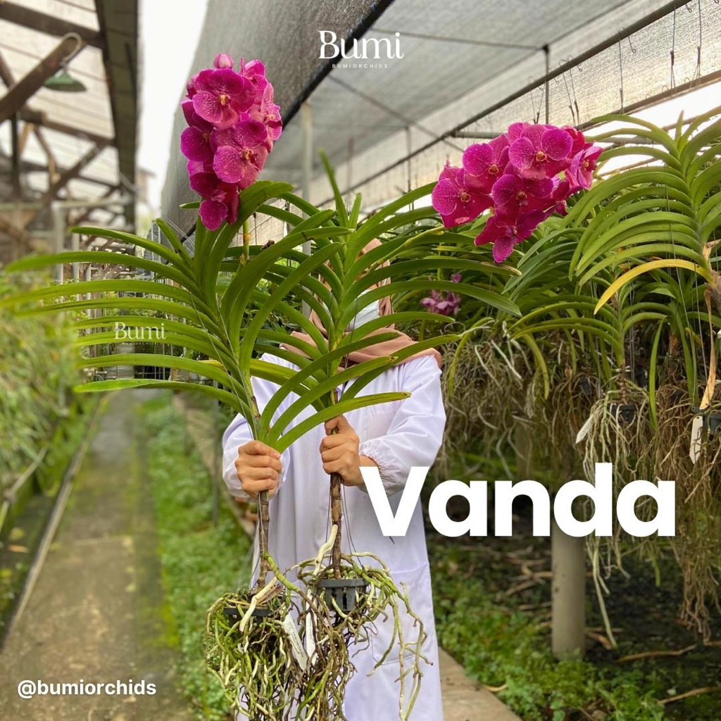 Jual Anggrek Vanda Jumbo TAIWAN Dewasa (sudah berbunga berkali-kali ...