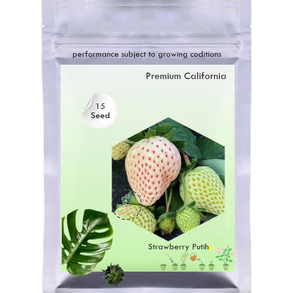 Jual 15 Benih Strawberry Putih Bibit Stroberi Premium California White ...